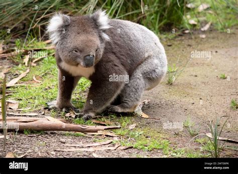 The Koala Has A Large Round Head Big Furry Ears And Big Black Nose