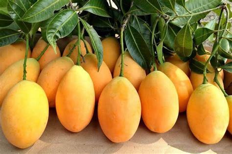 ต้นมะปรางหวาน เสียบยอด เนื้อสีเหลืองแดงส้มแล้วแต่ชนิดพันธุ์ รสชาติหวาน อมหวานอมเปรี้ยว Papa