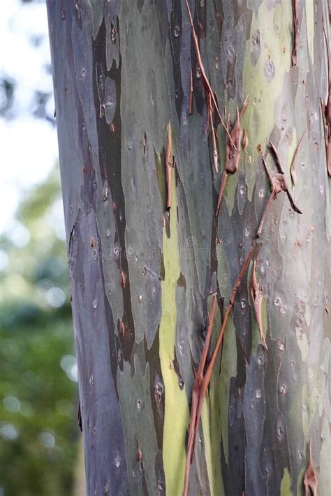 Rainbow Eucalyptus Tree Bark Textures Stock Image Image Of Eucalyptus Botanical 378391341