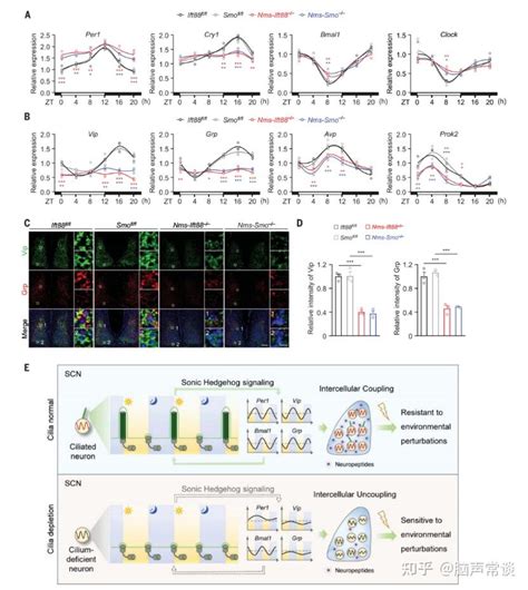 Science 生物钟研究新进展军事医学研究院李慧艳和张学敏团队发现大脑SCN神经元的初级纤毛是调控机体节律的细胞器 知乎
