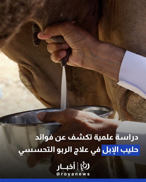 ‎roya News رؤيا الإخباري‎ ‎دراسة علمية تكشف عن فوائد حليب الإبل في علاج الربو التحسسي توصل