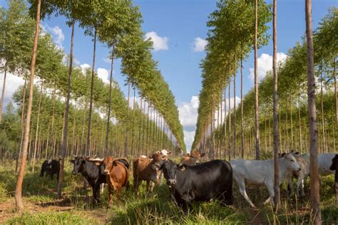 Sector forestal accedió a US millones en créditos mediante la AFD Revista PLUS