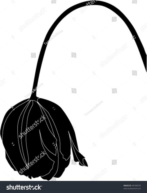 Wilting Tulip Illustration Line Drawing Stock Vector Royalty Free