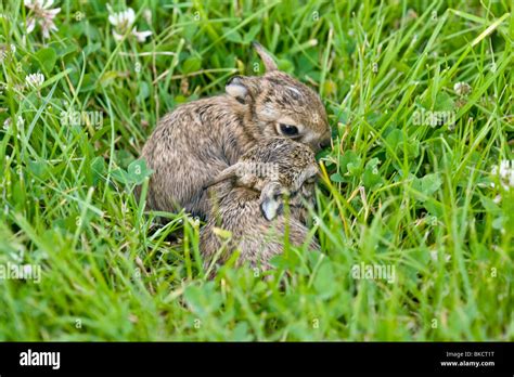 Hare Brown Lepus Europaeus Leverets Hiding In Grass Uk Summer Stock