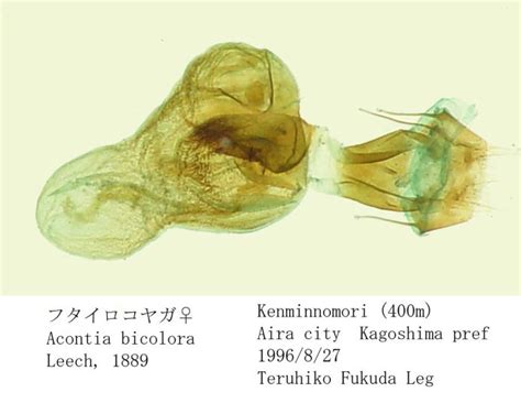 Y Kishida E D 2011 The Standard Of Mothss In Japan II 290
