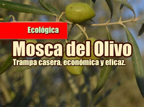 Mosca Del Olivo Trampa Casera Muy Eficaz Y Econ Mica