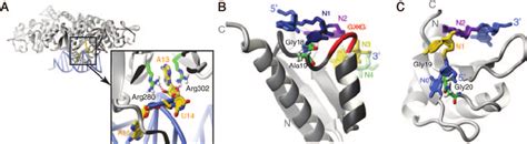 Arginine And Peptide Bond Stacking A General View And Close Up