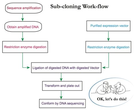 Recombinant Protein Expression In Li Profacgen