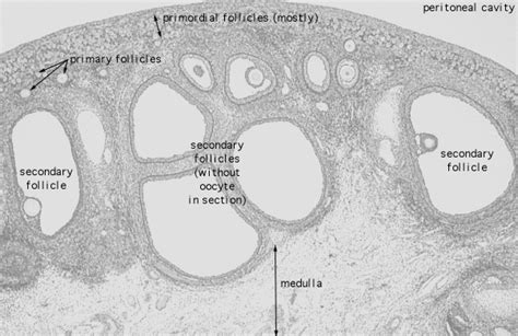 Hls [ Female Reproductive System Ovary Cortex] Med Mag Labeled