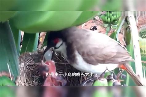 鸟妈妈喂小鸟吃鱼，结果却尴尬了，看完忍住别笑小鸟结果妈妈