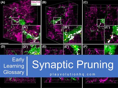 synaptic pruning playvolution hq