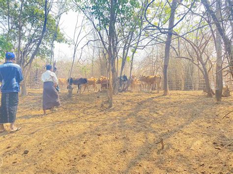 ငဖဲမြို့နယ် မြစ်ဖျားကျေးရွာအုပ်စုမှ နွားကောင်ရေ ၁၁၀ ကောင်အား ပေါင်ပုပ်လက်ပုပ်ရောဂါနှင့် ဒေါင့