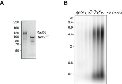 Figures And Data In Rad53 Checkpoint Kinase Regulation Of Dna Replication Fork Rate Via Mrc1
