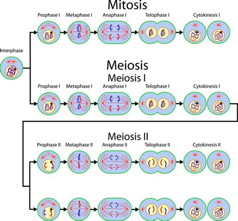 Cell Division Mitosis Meiosis Over 890 Royalty Free Licensable Stock