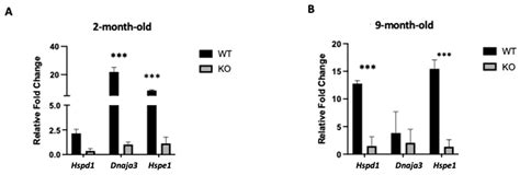 Mitochondrial Unfolded Protein Response Gene Clpp Is Required For Oocyte Function And Female