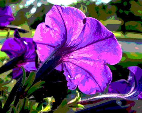 Fotos gratis naturaleza hoja púrpura pétalo verde color botánica flora flor silvestre