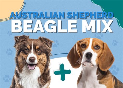 Australian Shepherd Beagle Mix Info Pictures Temperament And Traits