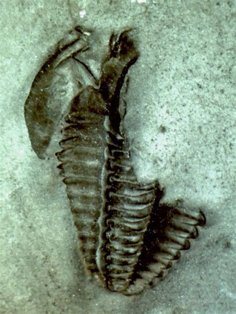 Show Us Your Cambrian Pre Cambrian Fossils Member Collections The