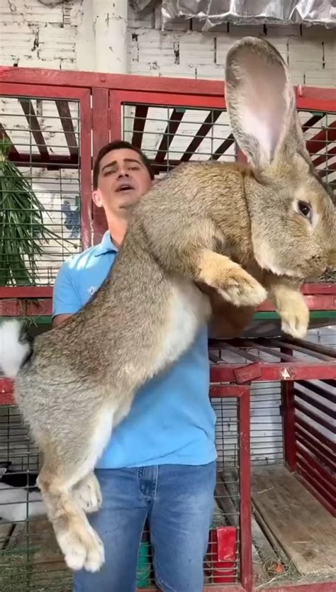 🔥 The Male Flemish Giant Rabbit Can Weigh Up To 22 Pounds 10 Kg And