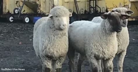 Sheep Escape from Slaughterhouse and Get a New Chance at Life | GreaterGood