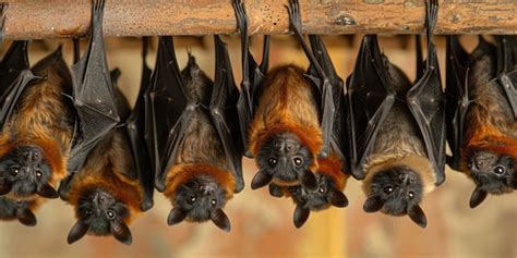 Premium Photo Colony Of Bats Hanging Upside Down In Dark Cave Concept