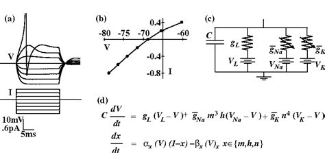 Figure 1 From Mathematical Neuroscience From Neurons To Circuits To