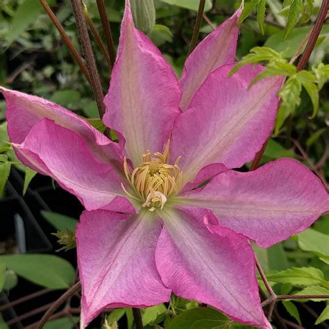 Clematis Asao Brushwood Nursery Clematis Specialists