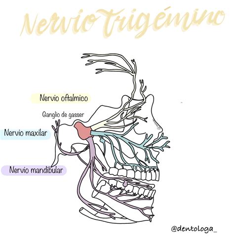 Nervio Trigémino Escuela De Higiene Dental Anatomía Dental Anatomía