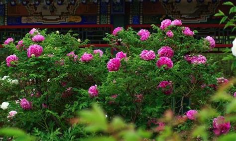赏花何须去洛阳，距离兰州80公里的临洮才是“中国紫斑牡丹”之乡澎湃号·政务澎湃新闻 The Paper