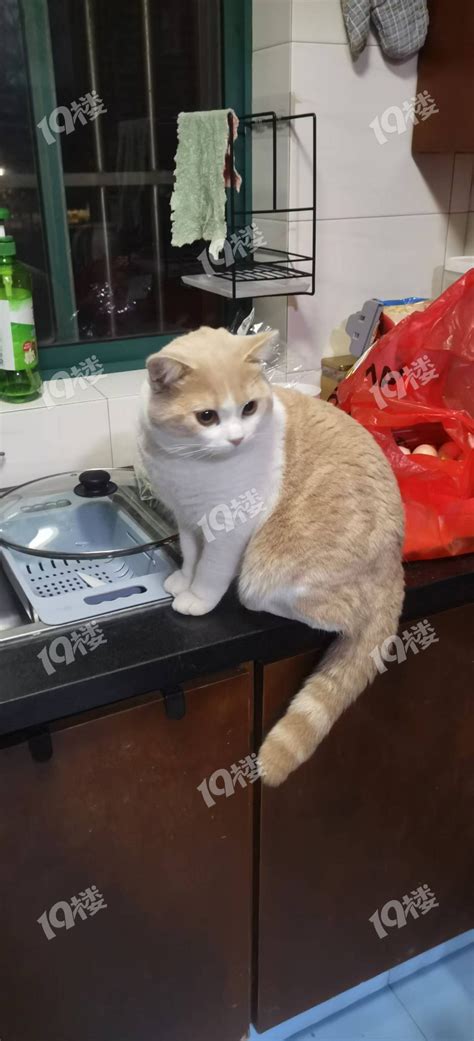 免费领养猫两只 讲空头 嘉兴19楼