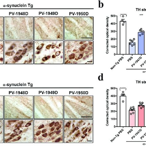 Vaccination With Multitep Based Dna Vaccines Significantly Ameliorated Download Scientific