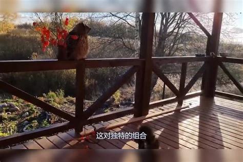 将猫咪和猫头鹰放到一起，会发生什么呢？结果让人大开眼界