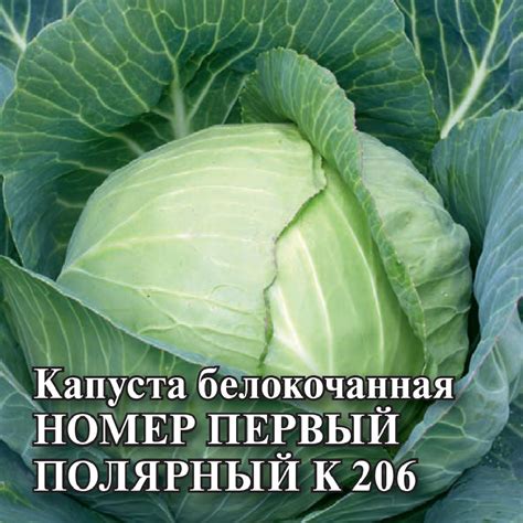 Семена Капуста белокочанная Номер первый полярный К 206, 100г, Гавриш ...