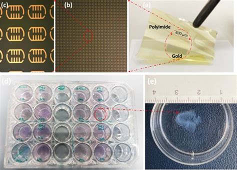 Terahertz Biosensor Allows Early Skin Cancer Detection Bioscan Mayjun 2024 Photonics Spectra