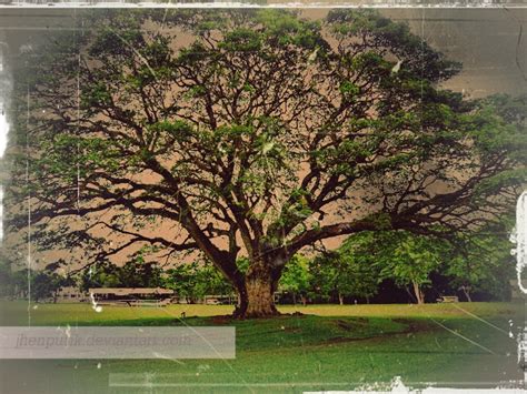 Fertility Tree By Jhenputik On DeviantArt