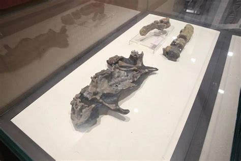 Dinosaur Travels The Gobi Cretaceous Dinosaurs From Inner Mongolia Produce Animatronic