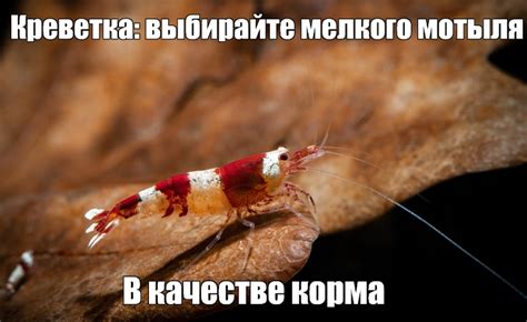 Мотыль для рыб: как хранить, как кормить рыб, как подготовить