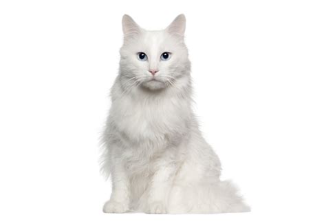 Angoros Katės Visuotinė Lietuvių Enciklopedija