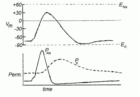 Permeability Of Sodium And Potassium Versus Time In An Action Potential