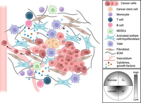 Mimicking And Analyzing The Tumor Microenvironment Cell Reports Methods