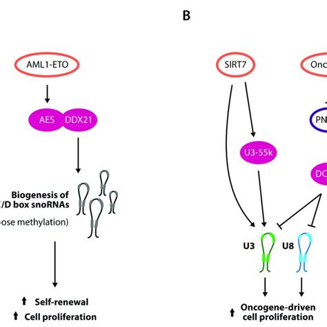 Small Nucleolar Rnas Snornas Sustain The Oncogenic Potential Of