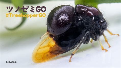 ブンブクチャガマツノゼミ発見 Treehopper GO NO 65 Sub ESP YouTube