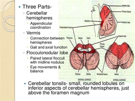 2014 Sep 2 Cerebellum And Its Connections