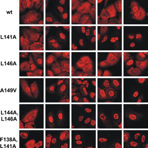 Effect Of Leptomycin B Treatment On Ns1 Intracellular Localization