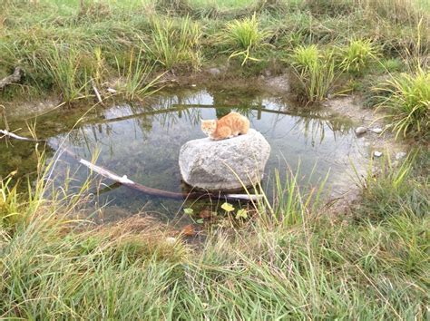 Swamp Pictures And Jokes Funny Pictures And Best Jokes Comics Images