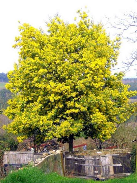 Acacia Dealbata Silver Wattle Neth Plant