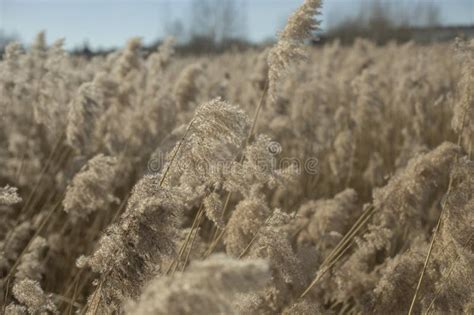 Dry Grass In Field Field In Spring Stock Image Image Of Reed Sunny