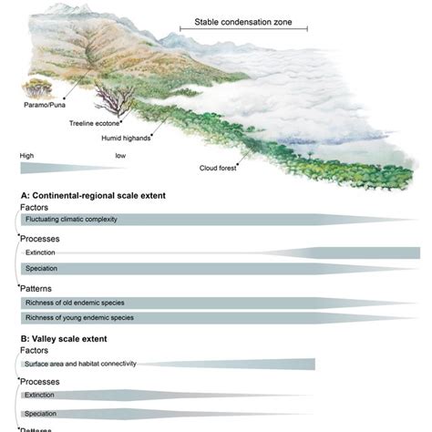 Scale Dependency Of Speciation And Extinction Processes Within A