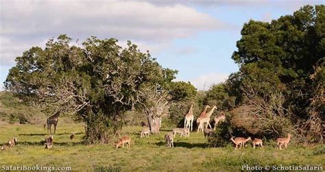 Best Safari Parks And Game Reserves Near Port Elizabeth Safaribookings