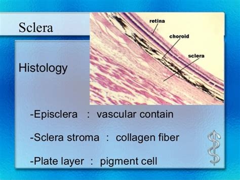 Episclera Histology